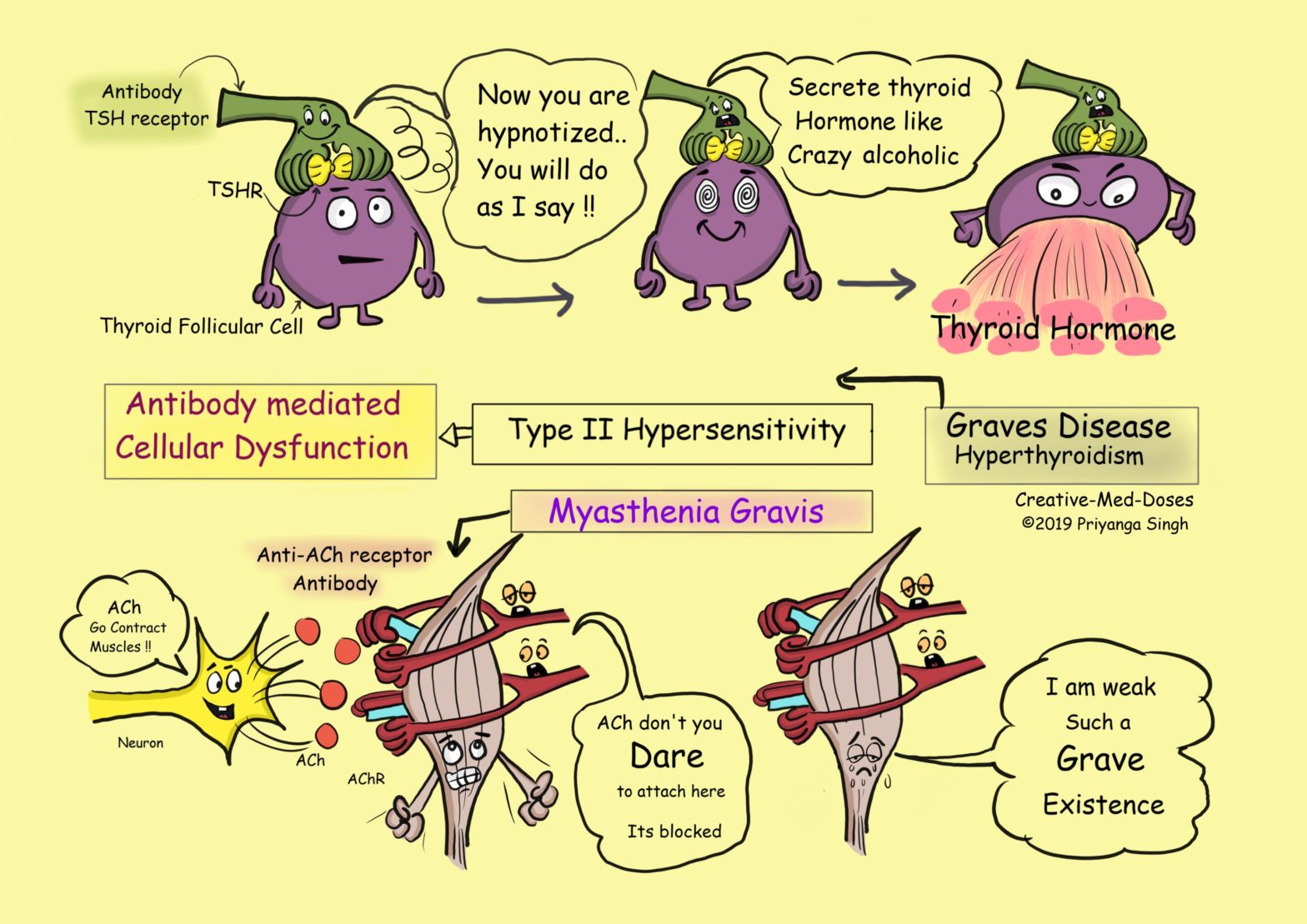 Type II Hypersensitivity Antibody Mediated Creative Med Doses Type II Hypersensitivity Antibody Mediated Creative Med Doses