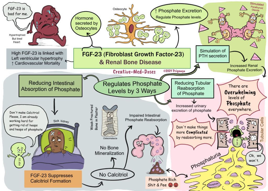 FGF-23 in chronic kidney disease - Creative Med Doses